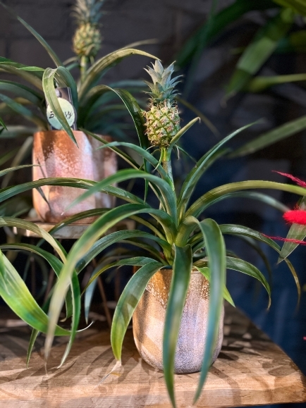 Blooms & Candy Flower Studio, your florist in Bromley. Same day flower ...